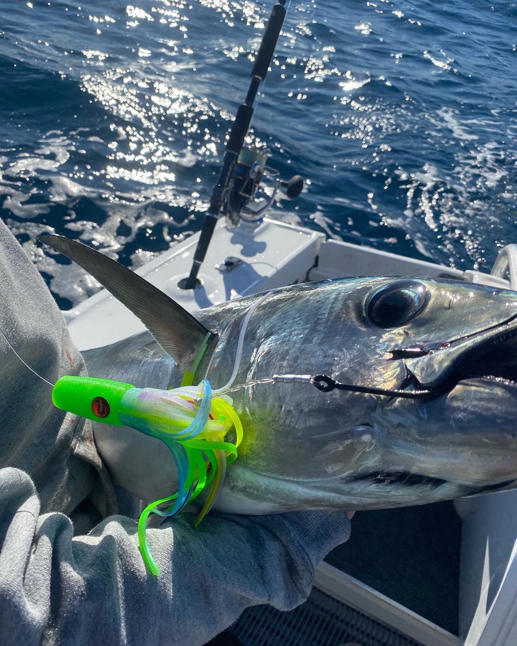 Gallery - Colorato Lures